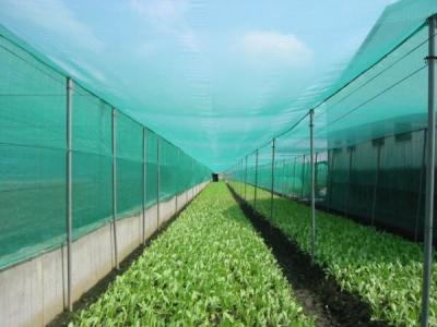 China UV Resistant Agriculture Insect Net 50 Mesh Anti Fungus Mosquito Net 18mesh for sale