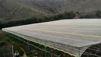 China HDPE UV Treated Insect Proof Agricultural Netting 60 Mesh 1m-4m Width for sale