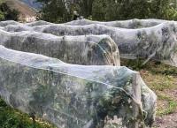 China HDPE Anti Insect Netting 60 Mesh for Greenhouse Plant Protection UV Resistant for sale