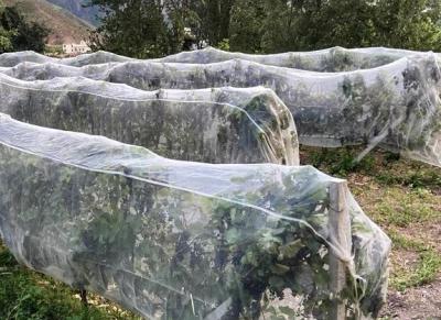 China HDPE Anti Insect Netting 60 Mesh for Greenhouse Plant Protection UV Resistant for sale