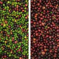 China Six Chutes Coffee Bean Color Sorter Intelligent CCD Bean Color Sorter Machine for sale