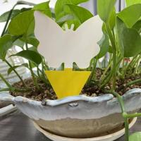 China Affordable and Plants Garden Insert Yellow Glue Sticky Fly Insect Termite Trap Killer for sale