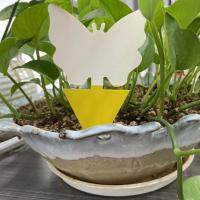 China Farm Lawn Garden Yellow Glue Sticky Fly Insect Termite Trap Inserts Customized for sale