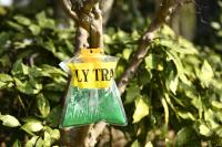 China Mini Fruit Fly Trap Bottle Bag Your Key to Flies Control and Insect Control for sale