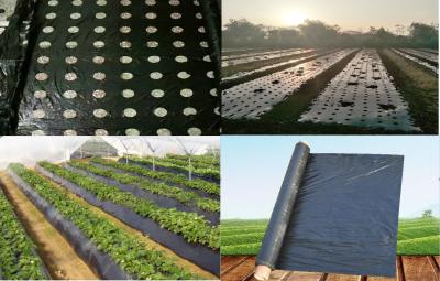 China Perforated & Non-Perforated Black/Silver Color Plastic Mulch Film for sale