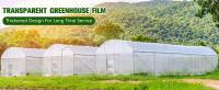 China 6Mil (150Micron）Greenhouse Plastic Sheeting  PE Film Replacement Covering for sale