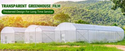 China 6Mil (150Micron）Greenhouse Plastic Sheeting  PE Film Replacement Covering for sale