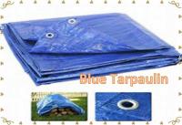 China 4Mil,6Mil ,10Mil Thickness Waterproof PE Tarp Polyethylene Tarp HDPE Tarp  Poly Tarp for sale
