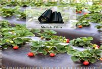 China Perforated & Non-Perforated  Plastic Mulch Film For Agricultural & Gardening for sale