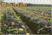 China Perforated & Non-Perforated  Plastic Mulch Film For Agricultural & Gardening for sale