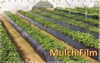 China Perforated & Non-Perforated  Plastic Mulch Film For Agricultural & Gardening for sale