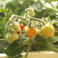 China Veggiefloe Organic Hydroponic System for Restaurants & Chefs: Grow Specialty Herbs and Fresh Vegetables All Year Round for sale