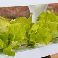 China Veggiefloe Organic Hydroponic System for Restaurants & Chefs: Grow Specialty Herbs and Fresh Vegetables All Year Round for sale