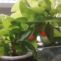 China Veggiefloe Hydroponic System for Schools: Hands-On Learning and Healthy Eating for Kids for sale
