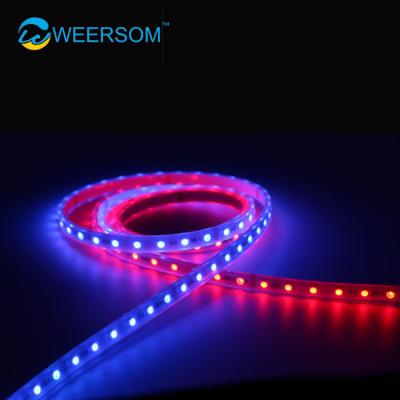 China Customize Digital LED Strip 5000mm Length DC5V DC12V DC24V IP68 for sale