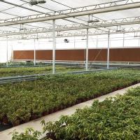 China Large Multi-Span Greenhouse with Modern Aluminium Structure and Hydroponics System for sale