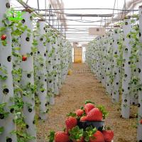 China Hydroponic Greenhouse Strawberry Length 30-100m Suitable for Vegetable Fruits Flowers for sale