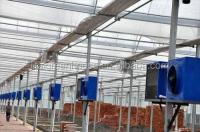 China Hydroponic System for Aquaponics in Multi-Span Agricultural Greenhouse for sale