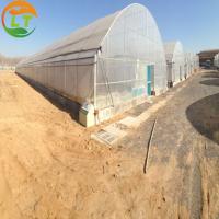 China Single-Span Agricultural Greenhouses 50m250 Square Plastic Film Greenhouse from LiTai for sale