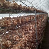 China Film Cover Galvanized Skeleton Agricultural Equipment for Mushroom Growing Production for sale