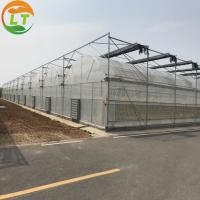 China Customized Length Film Multi-Span Greenhouse with Film Cover at Affordable for sale