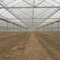 China Hot Galvanized Steel Pipe Customized Layer Multi-span Film Greenhouse for High Output for sale