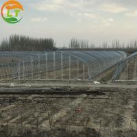 China Galvanized Steel Single-span Tunnel Greenhouse for Growing Vegetables Fruits Flowers for sale