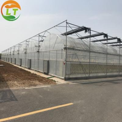 China Long Life Multi-Span Film Greenhouse with Electric Control and Cooling Pad Fan System for sale