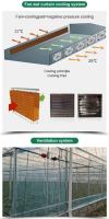 China Customized Length Multi-Span Film Greenhouse for and Durability in Large-Scale Farming for sale