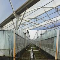 China Customized Length Multi-Span Film Greenhouse for and Durability in Large-Scale Farming for sale