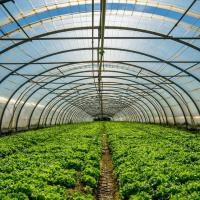 China Stable Structure Tunnel Greenhouse for Vegetable Fruits Flowers in Ghana Easy Assembly for sale