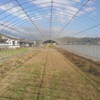 China Stable Structure Agricultural and Commercial Tunnel Greenhouse for sale