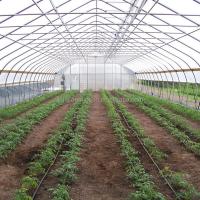 China Stable Structure Agricultural and Commercial Tunnel Greenhouse for sale