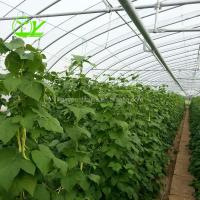 China Film Covered Agricultural Tunnel Greenhouse for Growing Vegetables Fruits and Flowers for sale