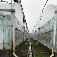 China Customizable Temperature-Controlled Greenhouse for Large-Scale Plant Cultivation for sale