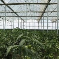 China Double Layer Anti Insect Net for Agriculture Greenhouses Cover Plastic Film Effective for sale