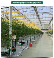China PE Strawberry Insulation Agricultural Greenhouses for Plants Growing and Affordable for sale