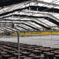 China Length 30-100m Hoop House Light Deprivation Greenhouses for Mushroom Large for sale