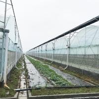 China Easy to Install Agriculture Multi-Span Film Greenhouse with Hydroponic Growing System for sale