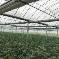 China Easy to Install Agriculture Multi-Span Film Greenhouse with Hydroponic Growing System for sale
