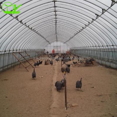 China Customized Color Single-Span Greenhouse Perfect for Poultry Farm Design and Efficiency for sale