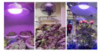 China LED Plant Growth Lamp Full Spectrum High Power Complement Lamp for sale