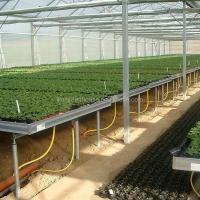 China Section 4m-5m Greenhouses The Ultimate Solution for Commercial Soilless Cultivation for sale
