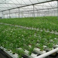 China Section 4m-5m Greenhouses The Ultimate Solution for Commercial Soilless Cultivation for sale
