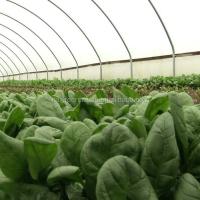 China Section 4m-5m Greenhouses The Ultimate Solution for Commercial Soilless Cultivation for sale