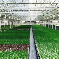 China Section 4m-5m Greenhouses The Ultimate Solution for Commercial Soilless Cultivation for sale