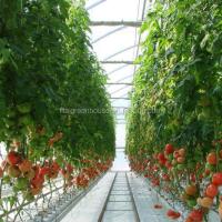 China Section 4m-5m Greenhouses The Ultimate Solution for Commercial Soilless Cultivation for sale