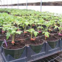 China Section 4m-5m Greenhouses The Ultimate Solution for Commercial Soilless Cultivation for sale