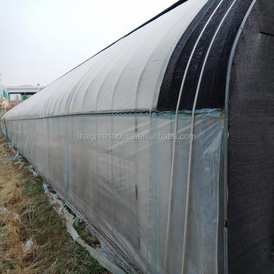 China Maximize Mushroom Production with Customizable Single-Span Agricultural Greenhouses for sale