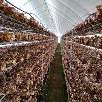 China Maximize Mushroom Production with Customizable Single-Span Agricultural Greenhouses for sale